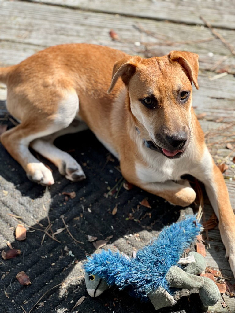 Dog for Adoption - Rhodes, a Shepherd in Moyock, NC | Alpha Paw