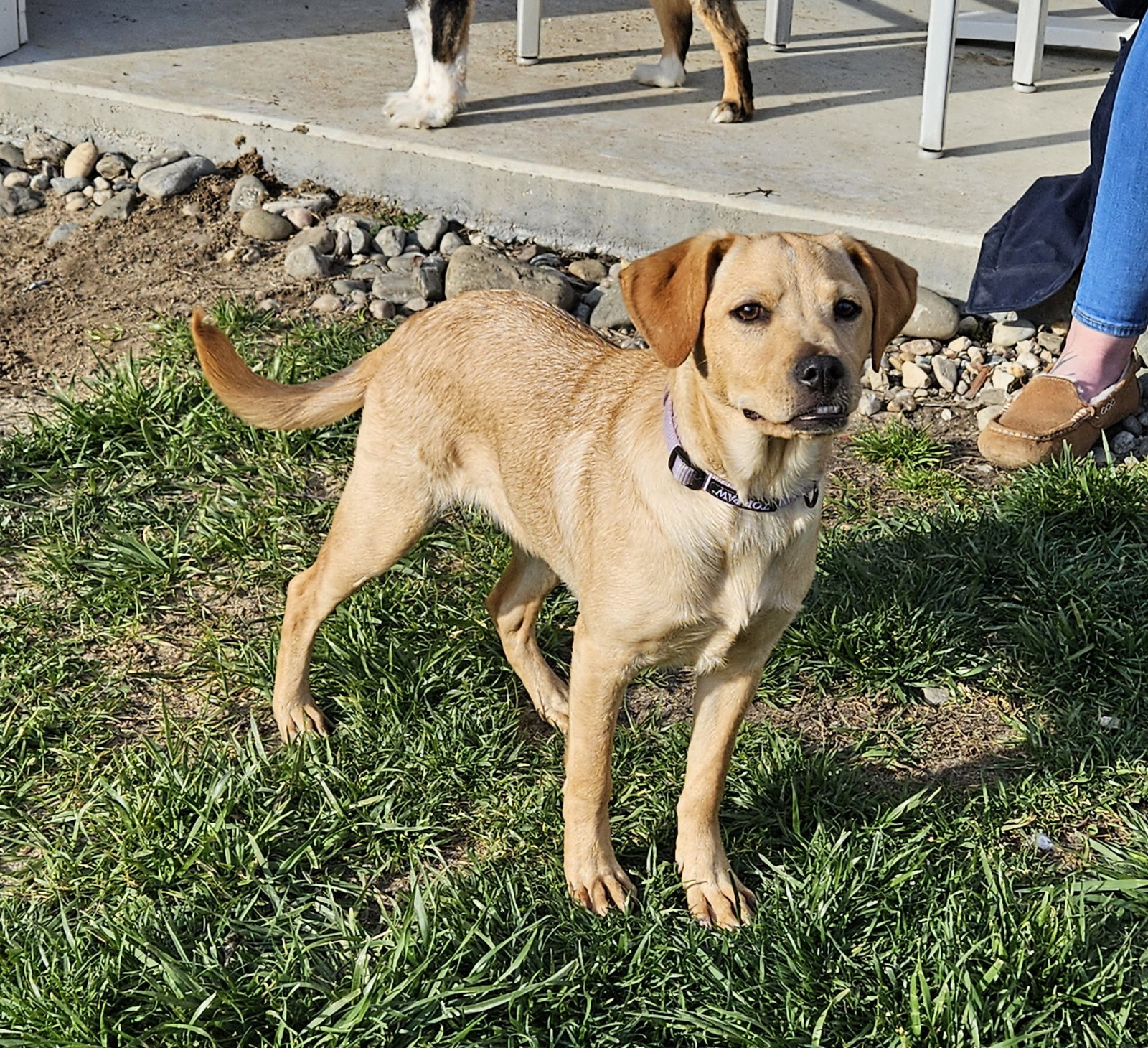 Dog for Adoption - Cali, a Labrador Retriever in Newport News, VA ...