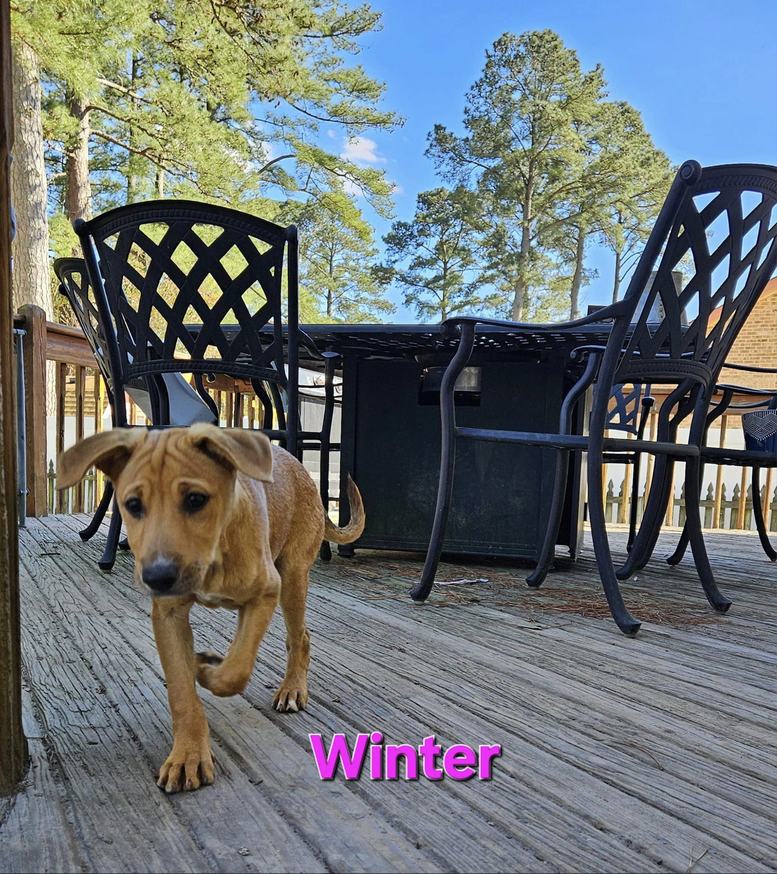 Dog for Adoption - Winter, a Labrador Retriever in Hampton, VA | Alpha Paw