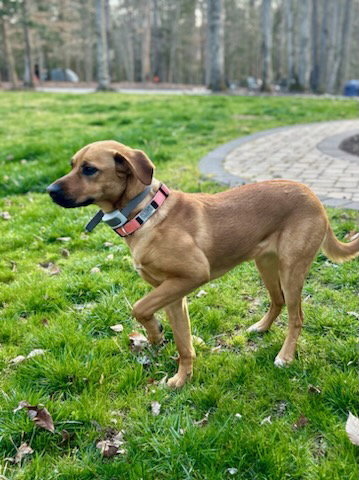 Dog for Adoption - Abba, a Labrador Retriever in Camden, NC | Alpha Paw