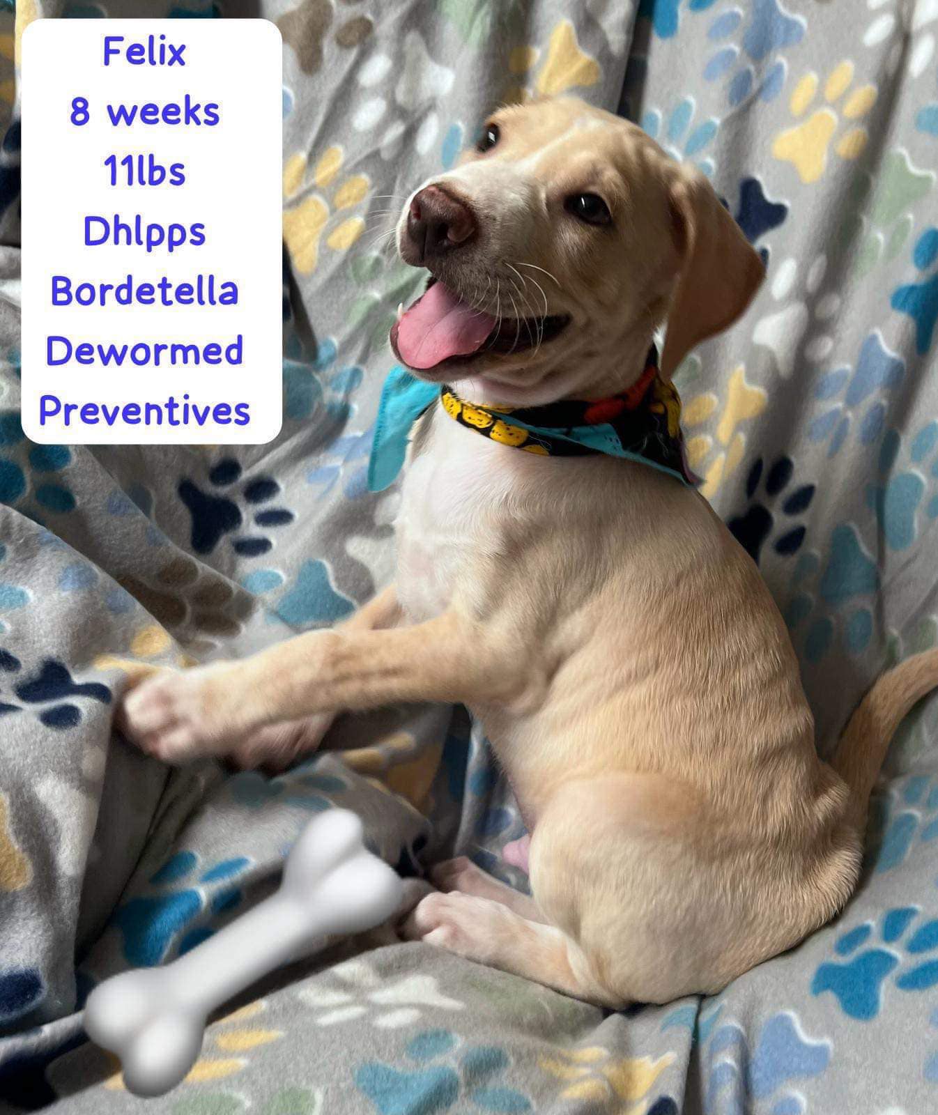 Dog for Adoption - Felix, a Labrador Retriever in City Of Suffolk, VA ...