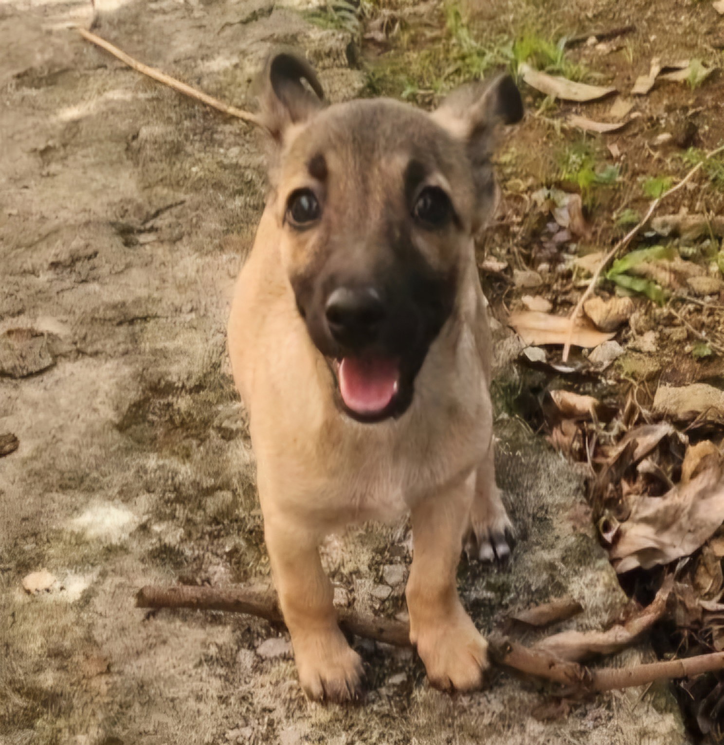 Dog for Adoption - Milagro, a Shepherd in Virginia Beach, VA | Alpha Paw