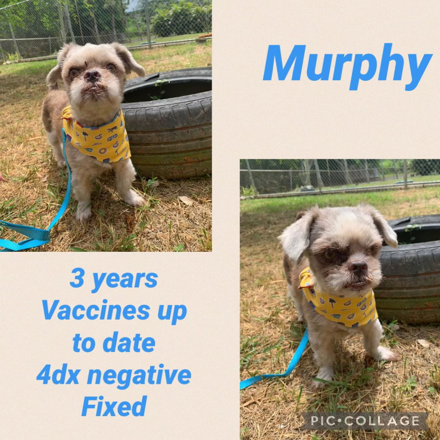 Dog for Adoption - Murphy, a Shih Tzu in Elizabeth City, NC | Alpha Paw