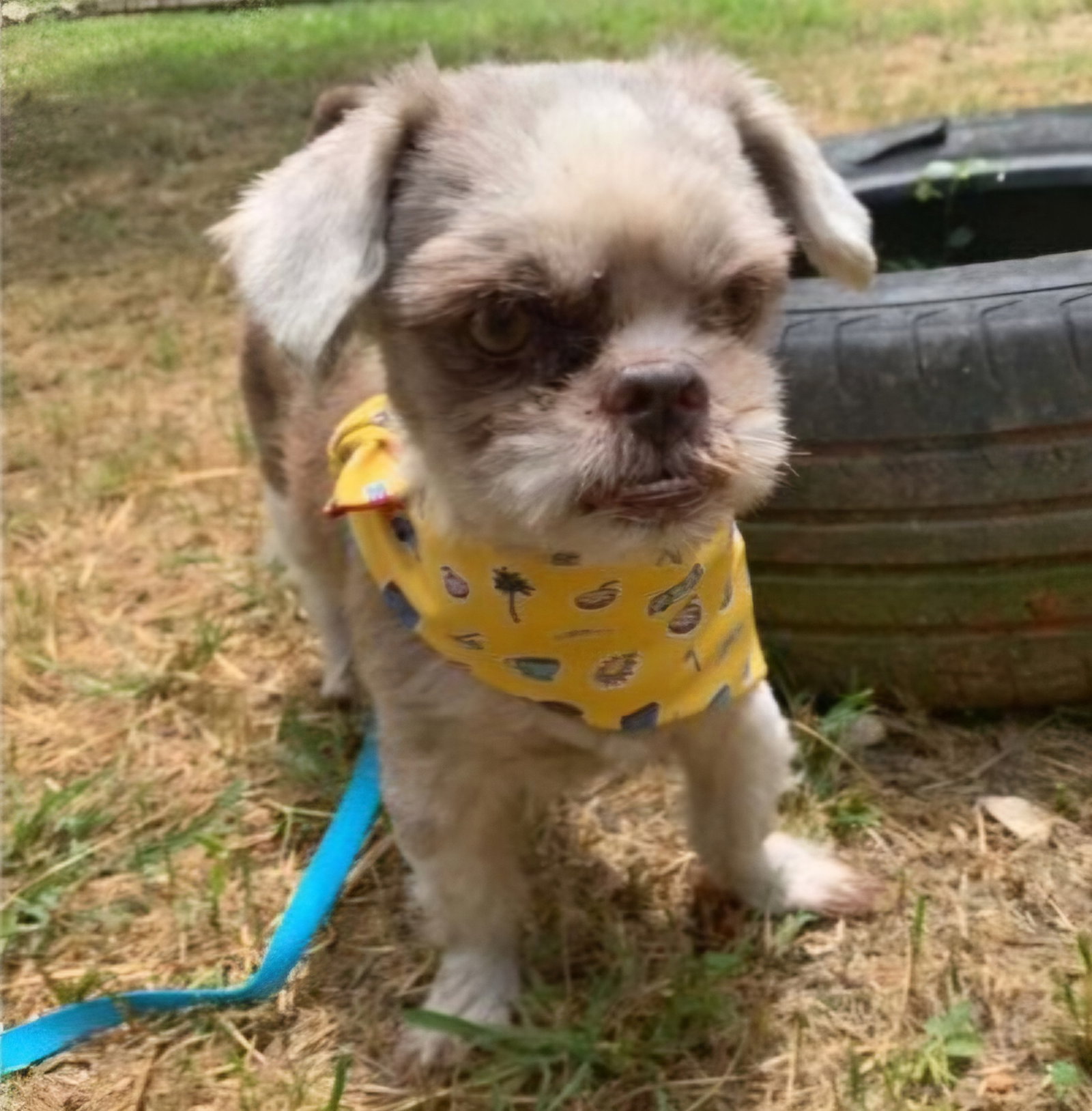 Dog for Adoption - Murphy, a Shih Tzu in Elizabeth City, NC | Alpha Paw