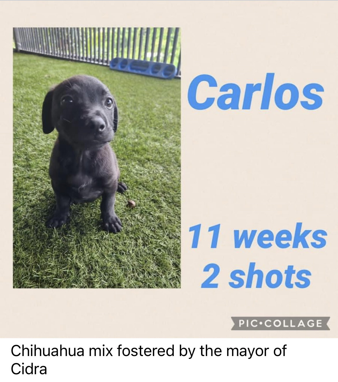 Dog for Adoption - Carlos, a in Chesapeake, VA | Alpha Paw