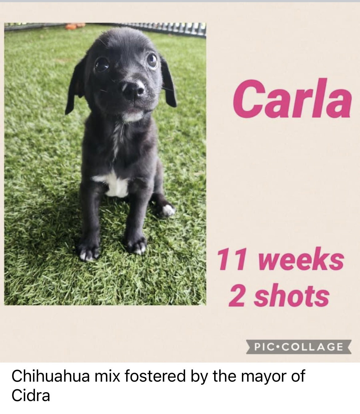 Dog for Adoption - Carla, a in Smithfield, VA | Alpha Paw