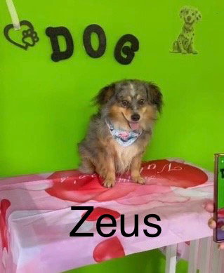 Zeus' Web Page