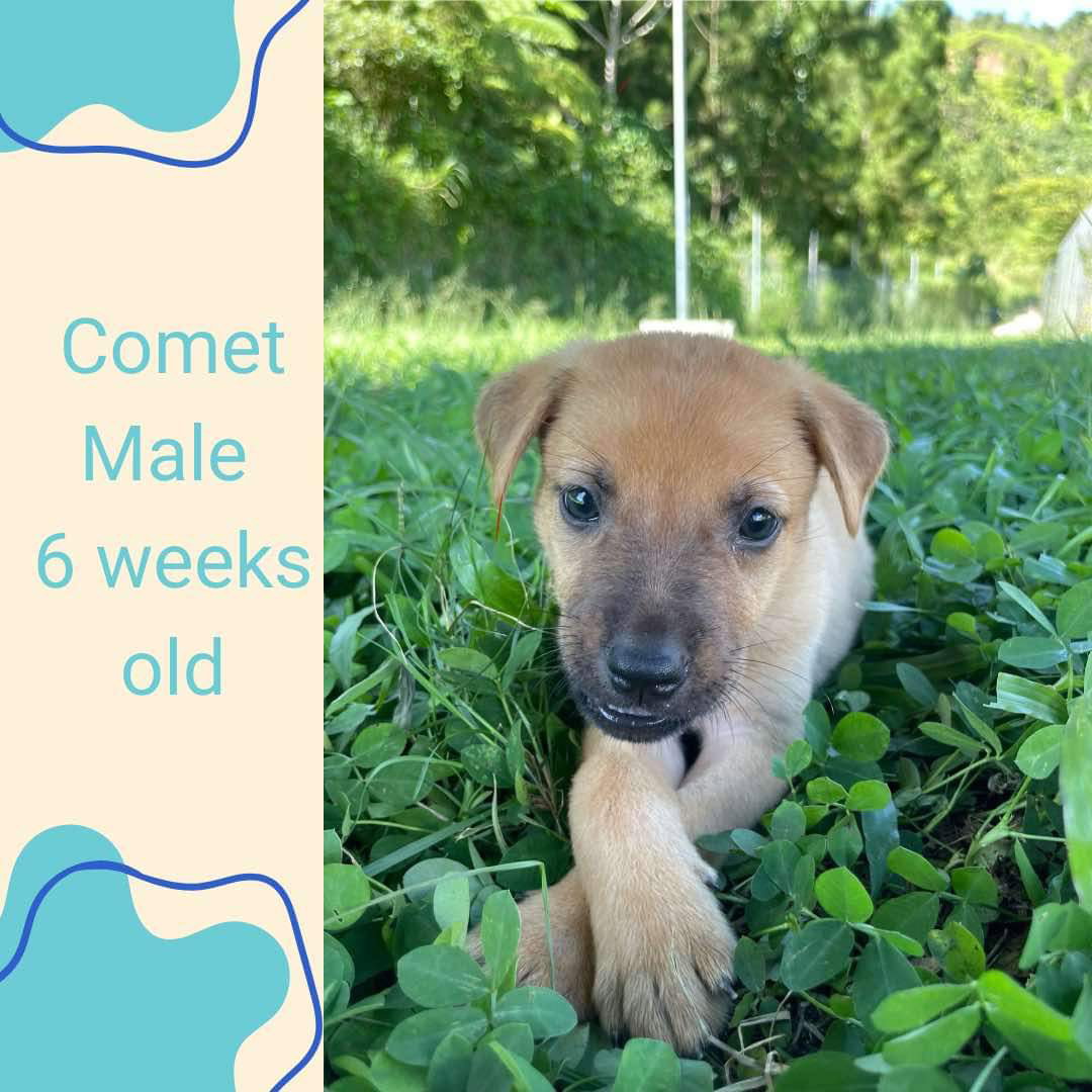 Comet's Web Page