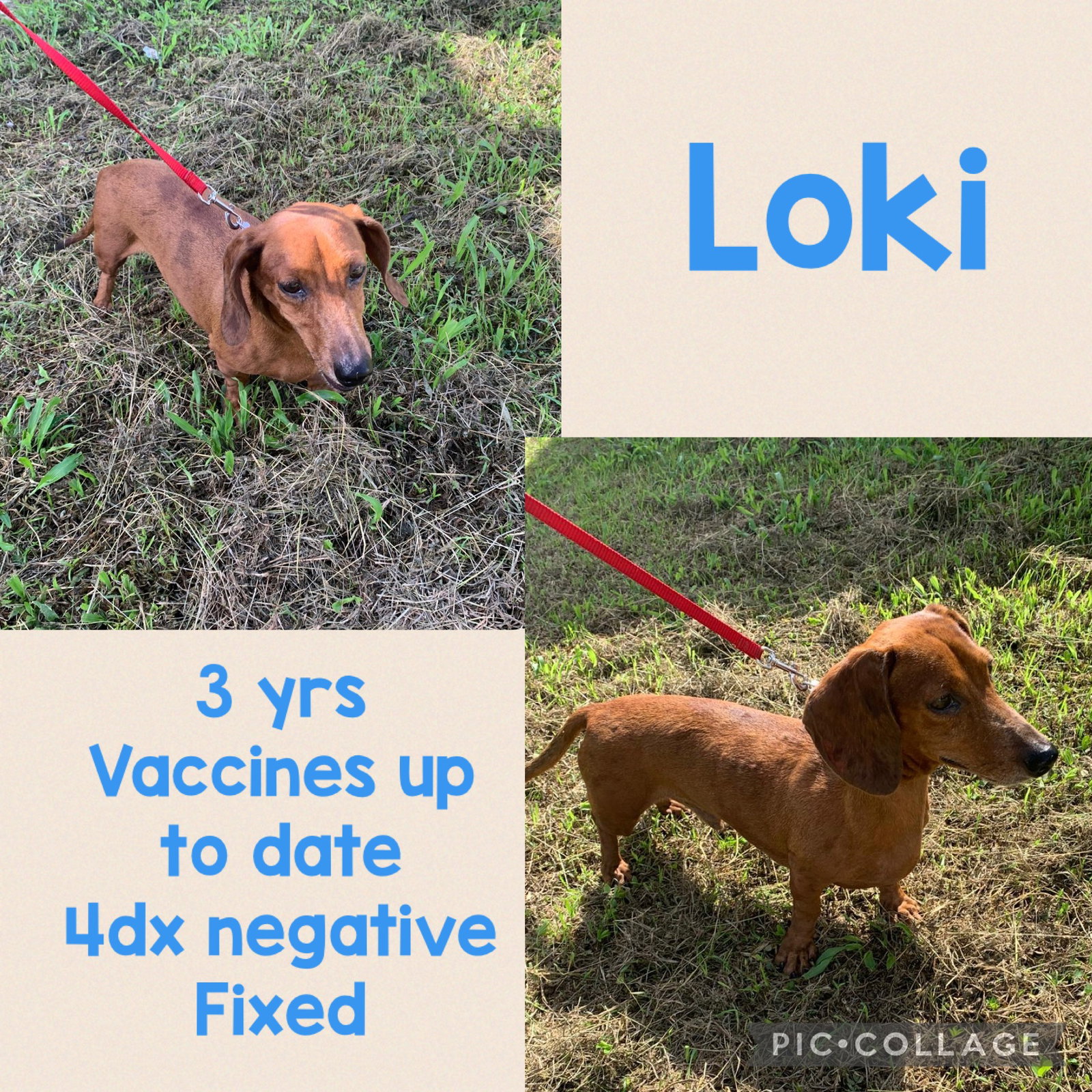 Loki's Web Page