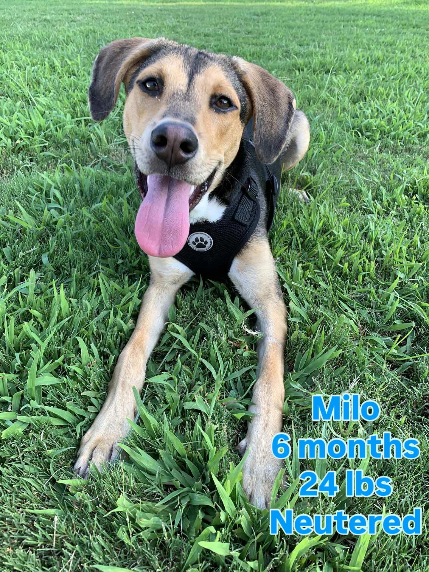 Milo's Web Page