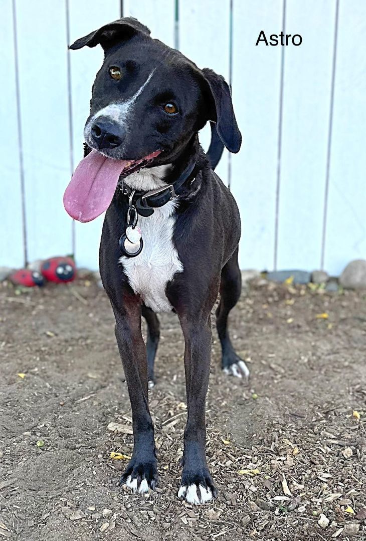 Dog adoption in Modesto, CA 95351: Black Labrador Retriever / American ...
