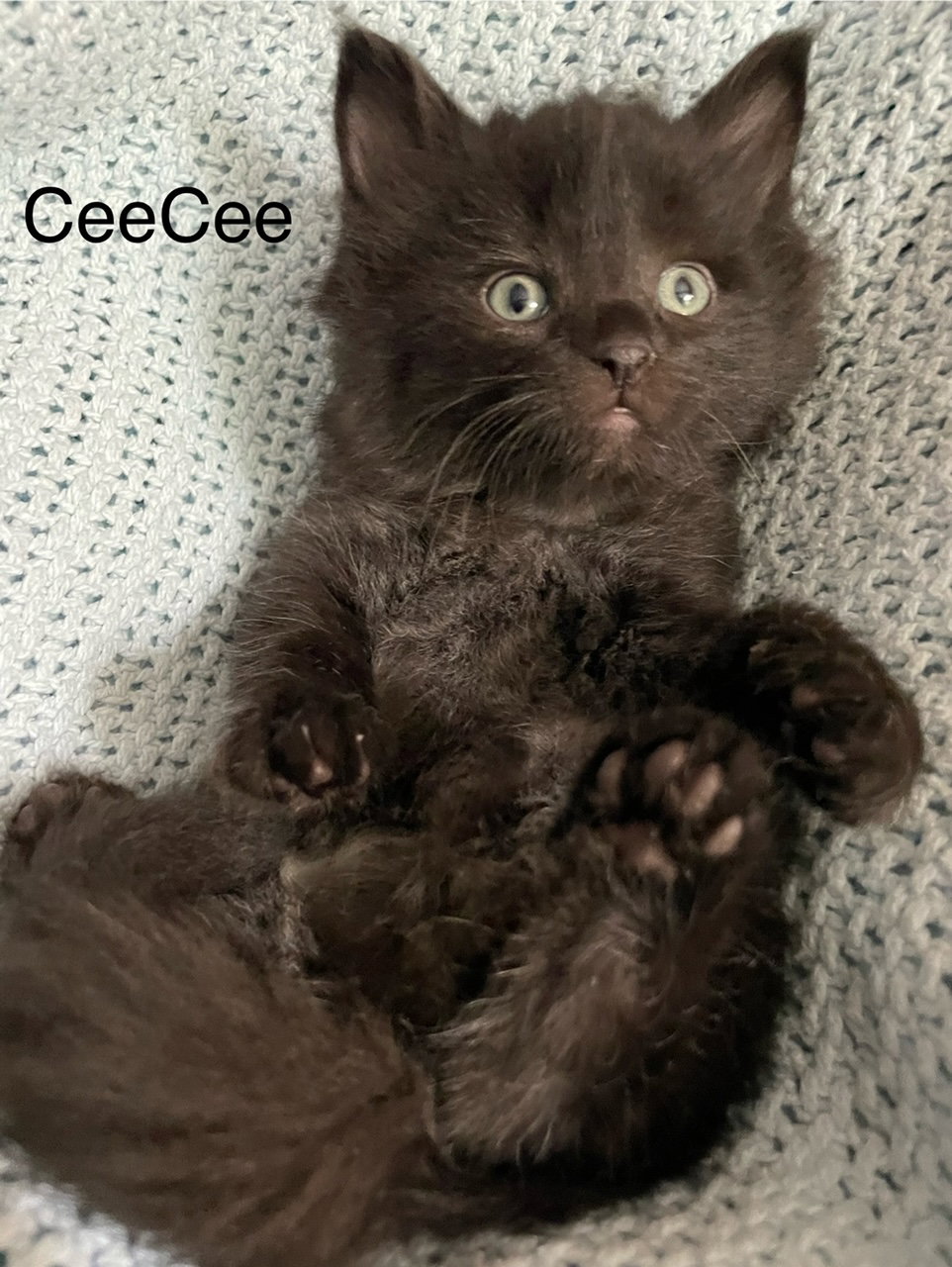 CeeCee's Web Page