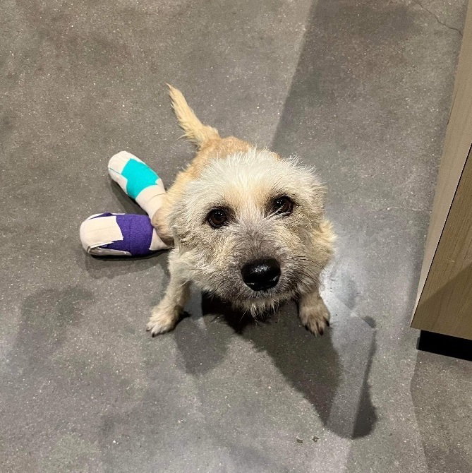 Dog for Adoption - Ginger, a Norfolk Terrier in Elgin, TX | Alpha Paw