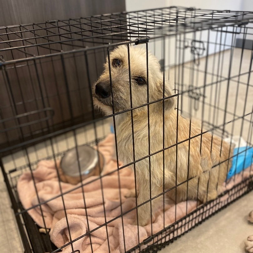 Dog for Adoption - Ginger, a Norfolk Terrier in Elgin, TX | Alpha Paw
