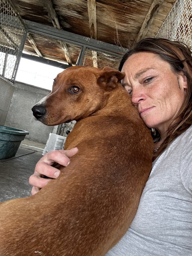 Dog for Adoption - Rizz, a Toy Fox Terrier in Pershing County, NV ...