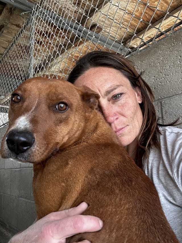 Dog for Adoption - Rizz, a Toy Fox Terrier in Winnemucca, NV | Alpha Paw