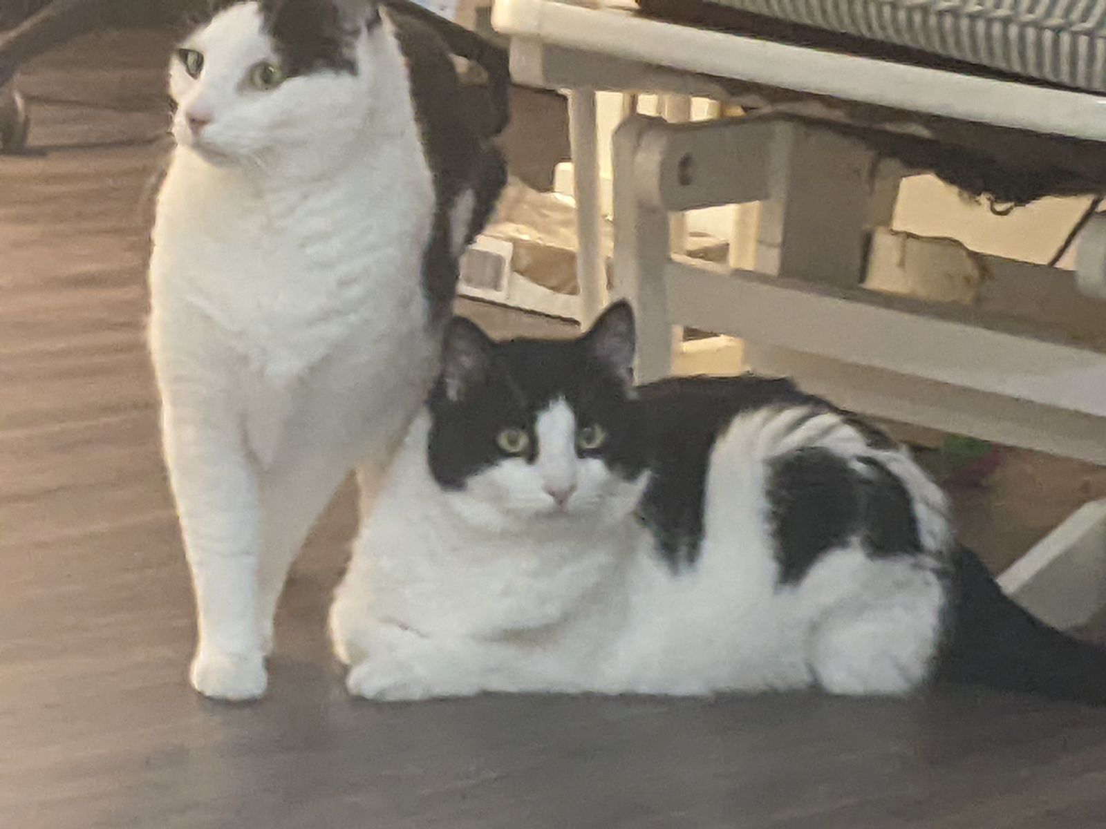 Cats for Adoption in Worcester County, Massachusetts | Alpha Paw