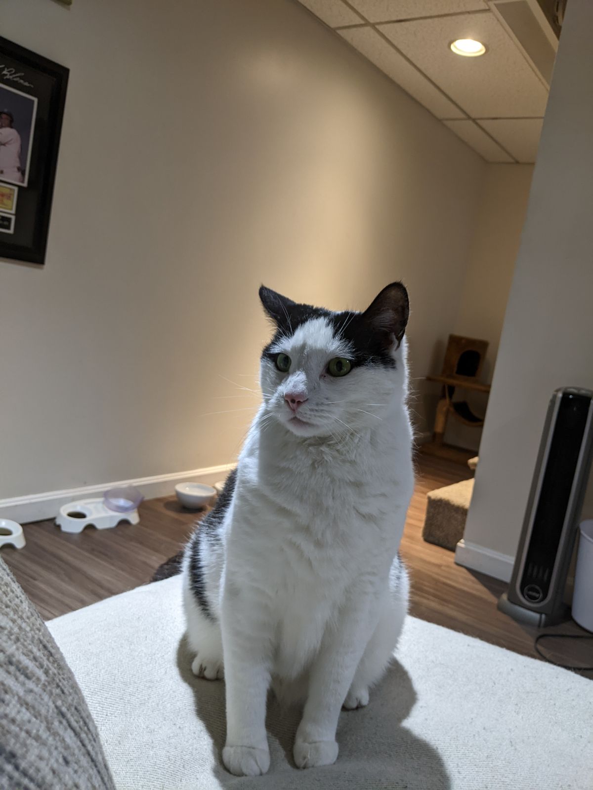 Cats for Adoption in Worcester County, Massachusetts | Alpha Paw