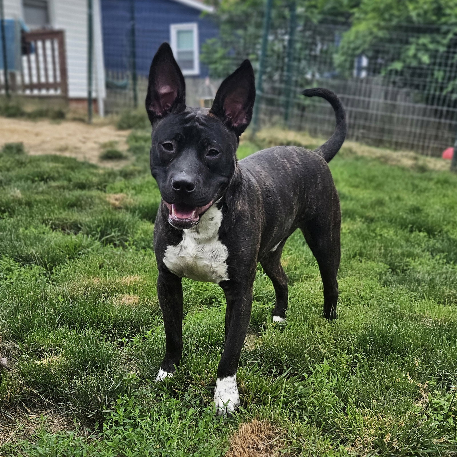 Dog for Adoption - Dozer, a Pit Bull Terrier in Fairfax County, VA ...