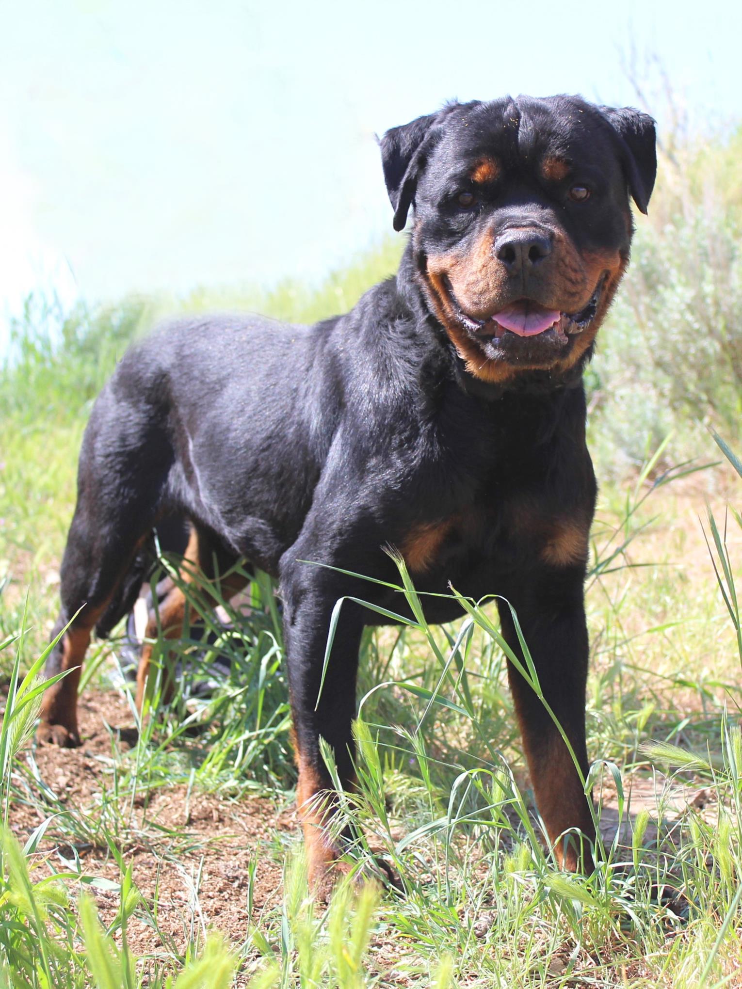 Dog for Adoption - Troy/Referral, a Rottweiler in Bar Nunn, WY | Alpha Paw