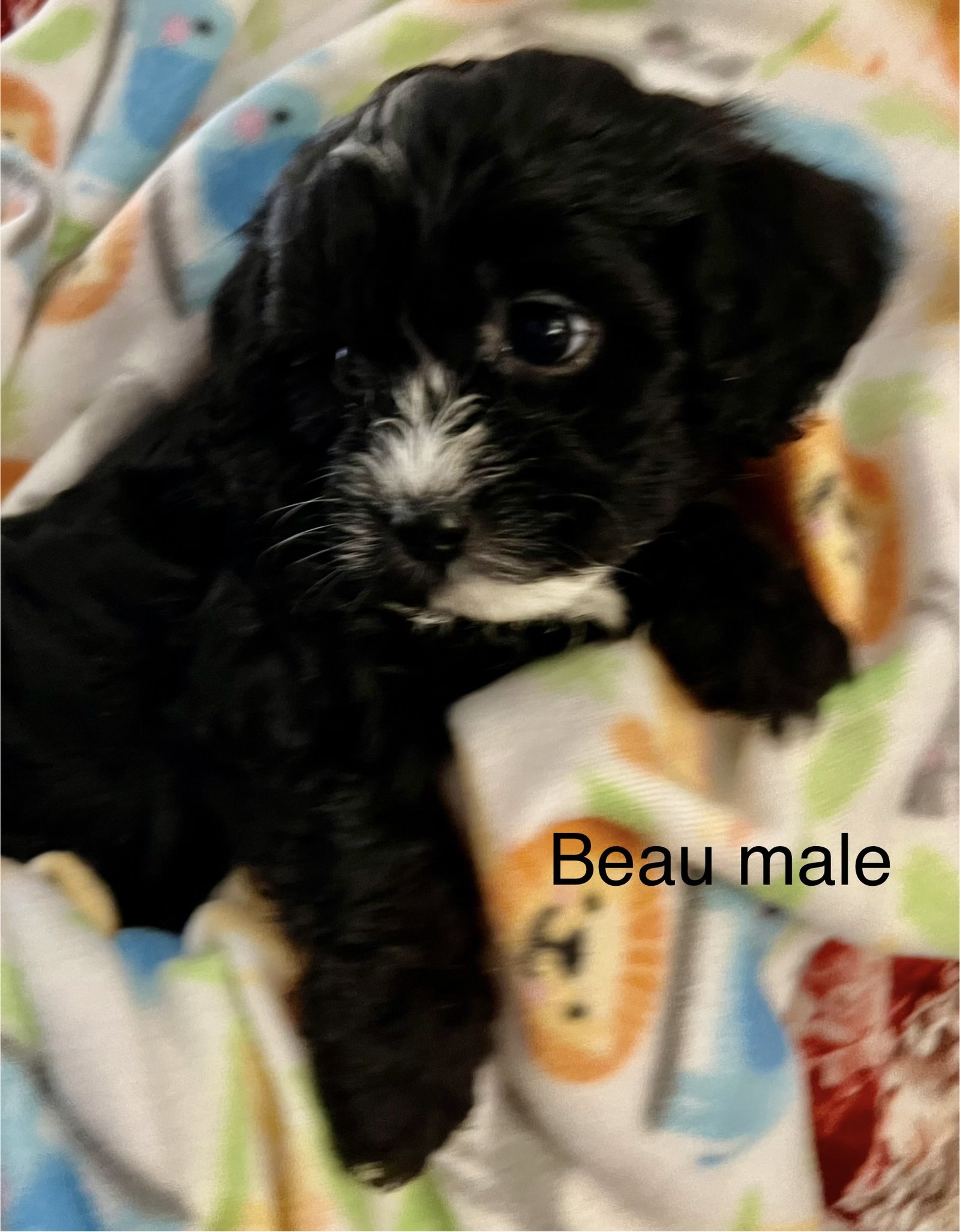Dog for Adoption - *Beau, a Shih Tzu in Oak Hills, CA | Alpha Paw