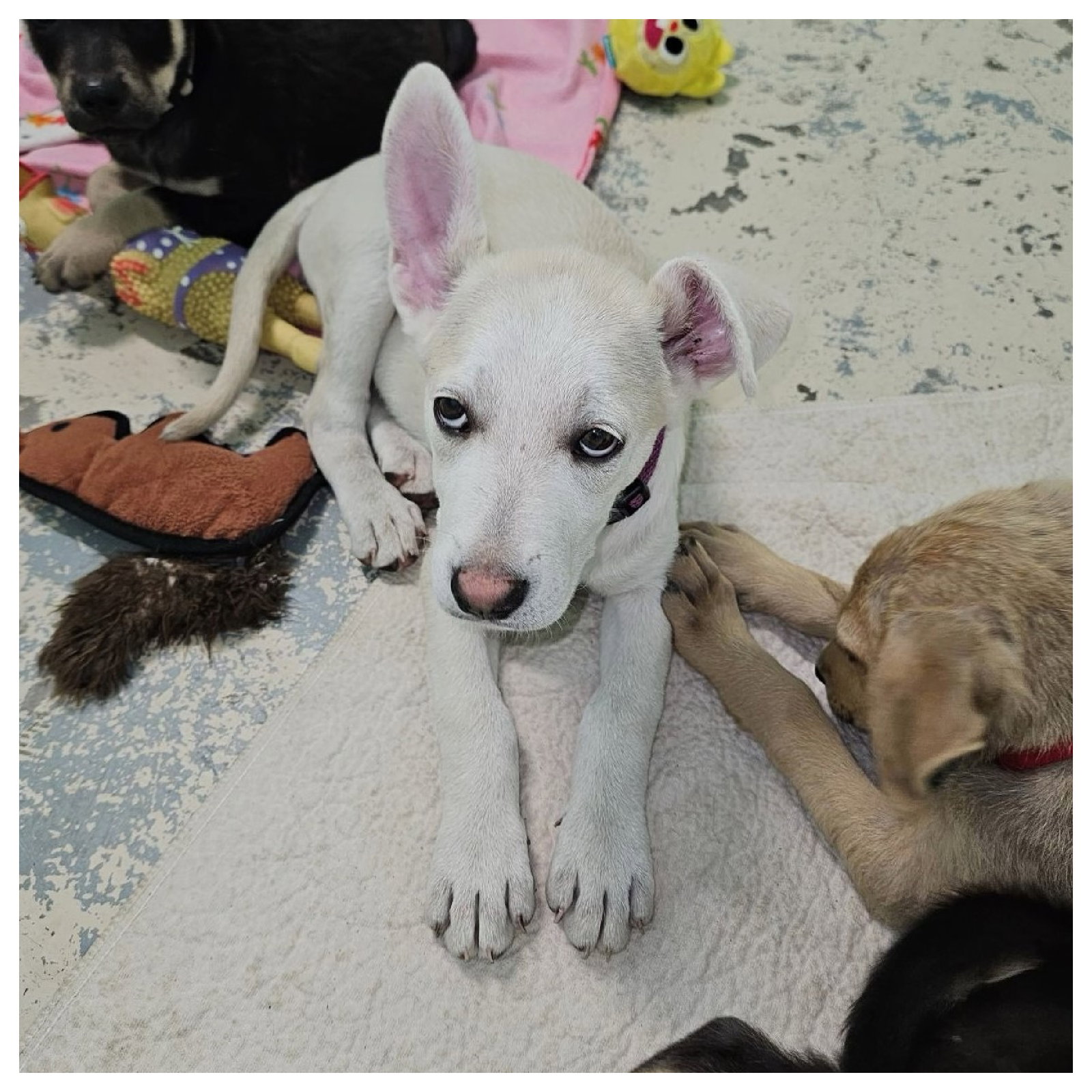 Dog for Adoption - Bob, a Terrier in Ocala, FL | Alpha Paw