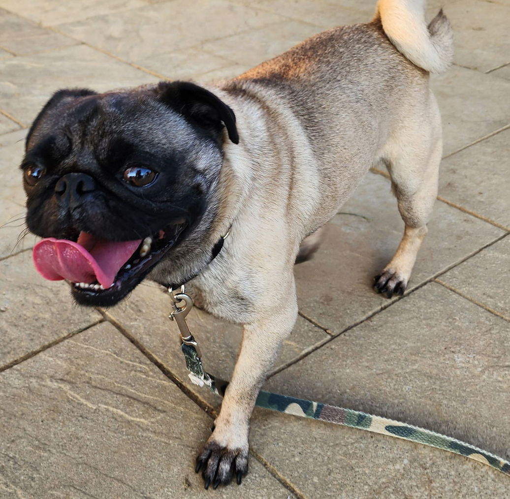 Dog for Adoption - Pugsley, a Pug in Springfield, VA | Alpha Paw