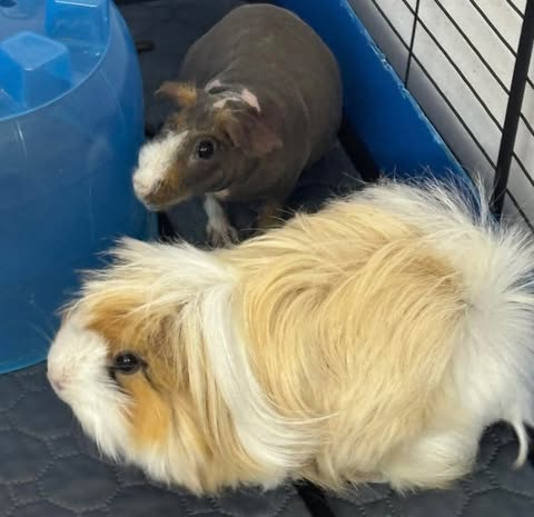 Guinea Pig adoption in Buffalo, NY 14221: Guinea Pig Guinea Pig ...
