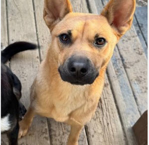Dog for Adoption - Toni, a in Annapolis, MD | Alpha Paw