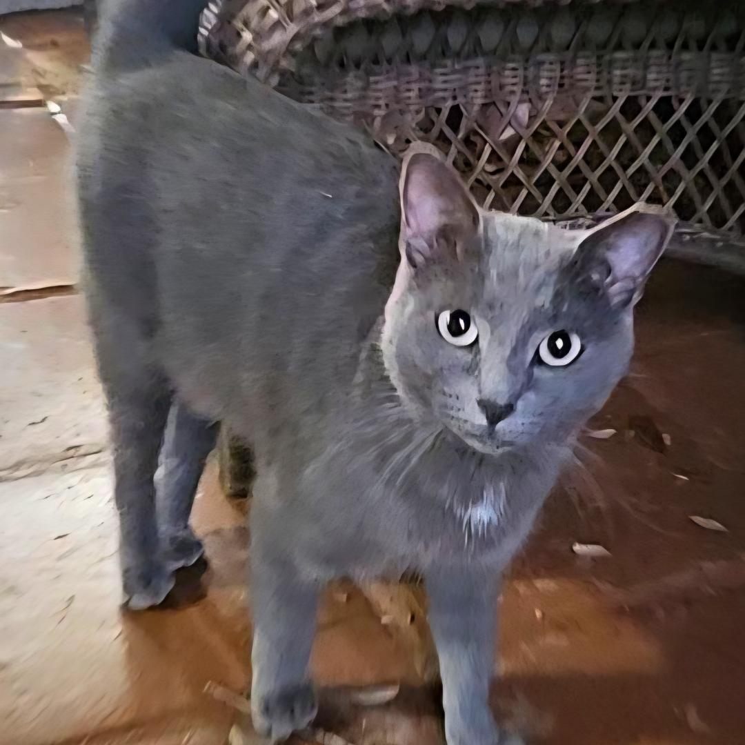 Cats for Adoption in Tampa, Florida | Alpha Paw