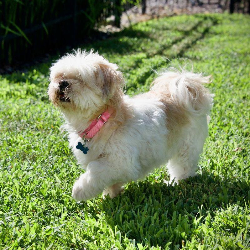 Dog for Adoption - Lulu, a Shih Tzu in Framingham Center, MA | Alpha Paw