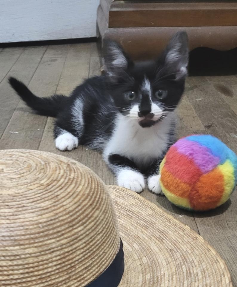 Cat adoption in Belton, TX 76513: Domestic Short Hair Cat "Cookie Jar ...