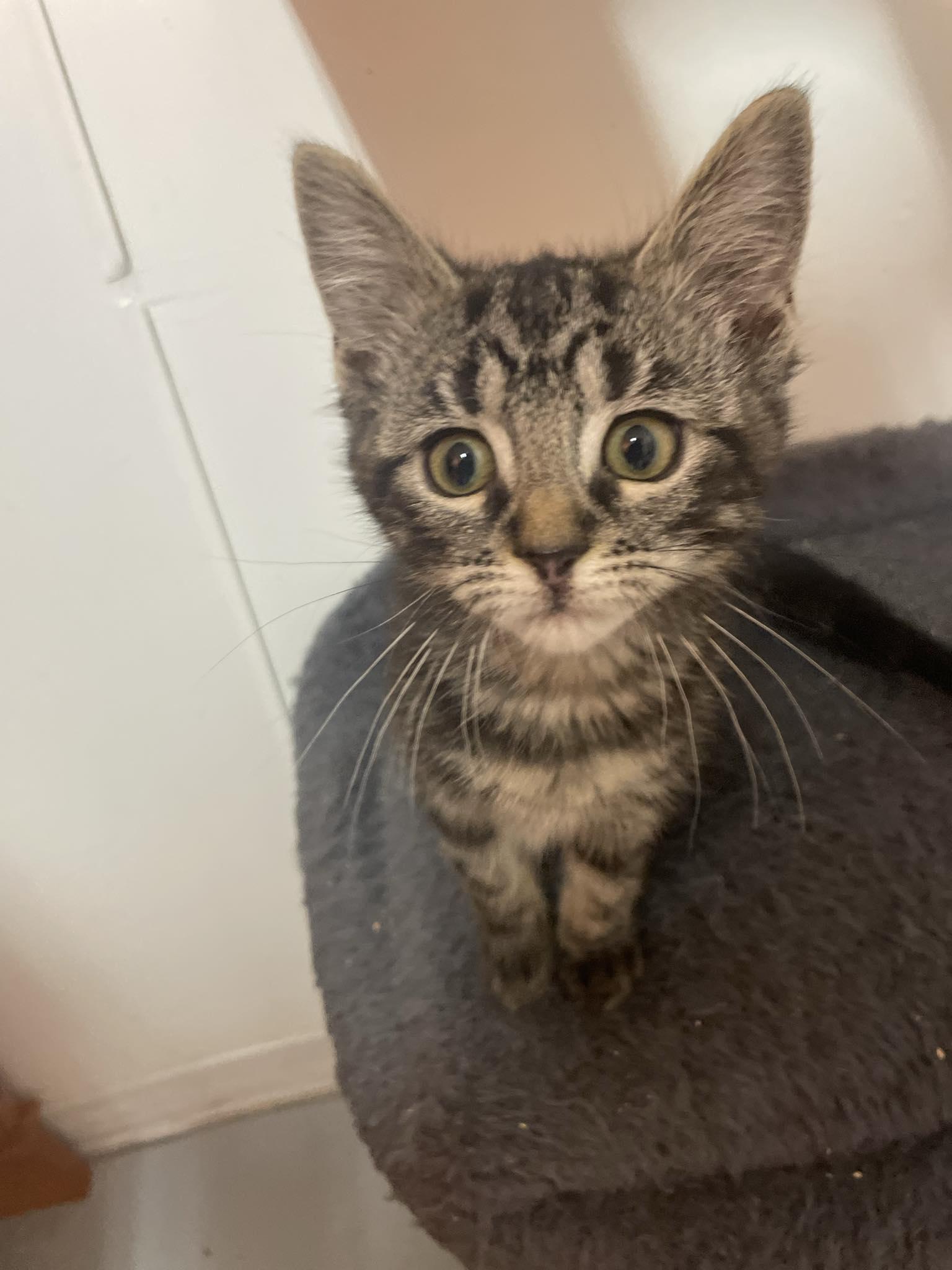 Cats for Adoption in Spokane, Washington | Alpha Paw