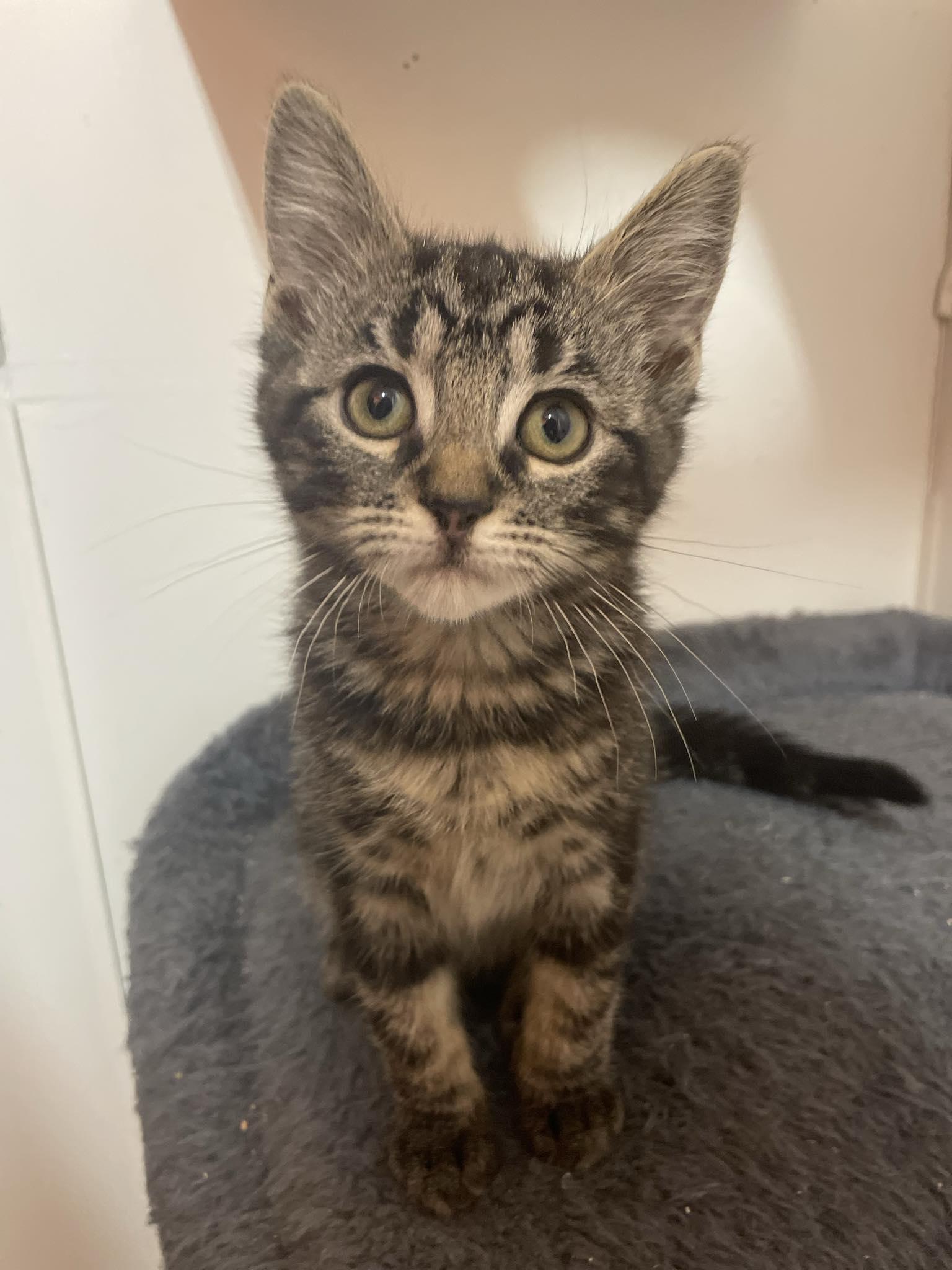 Cats for Adoption in Spokane, Washington | Alpha Paw