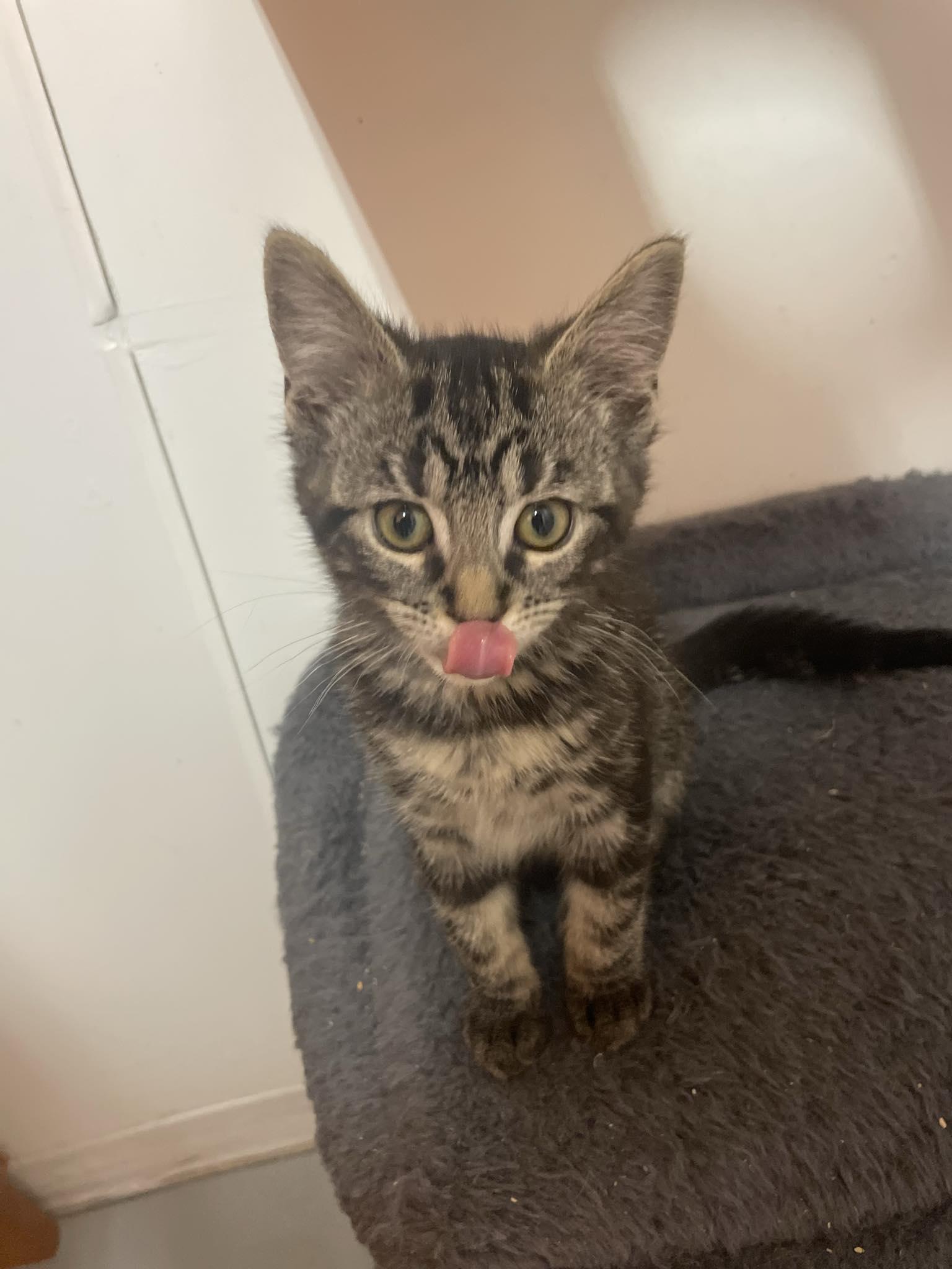 Cats for Adoption in Spokane, Washington | Alpha Paw