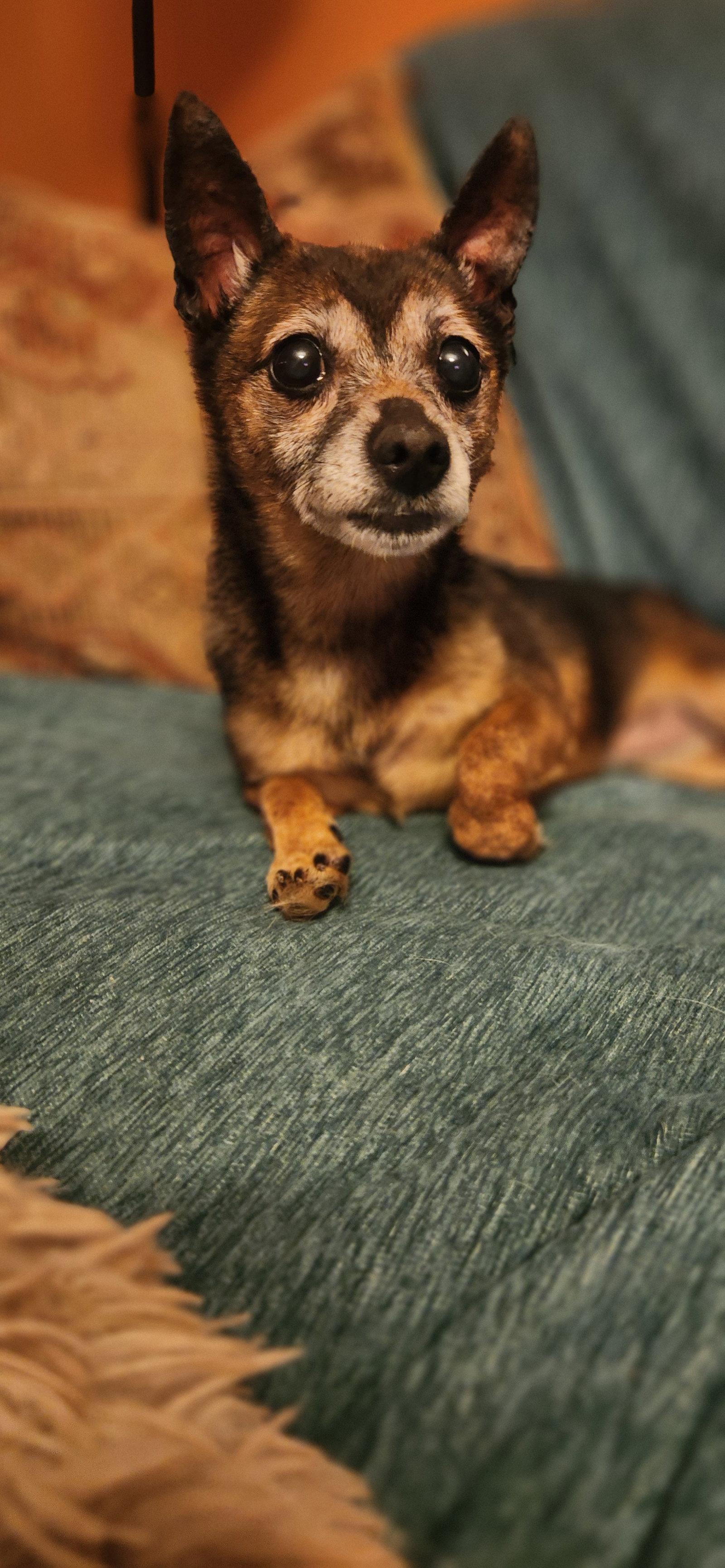 Dog for Adoption - Sophie (Monkey), a Chihuahua in Fishers, IN | Alpha Paw