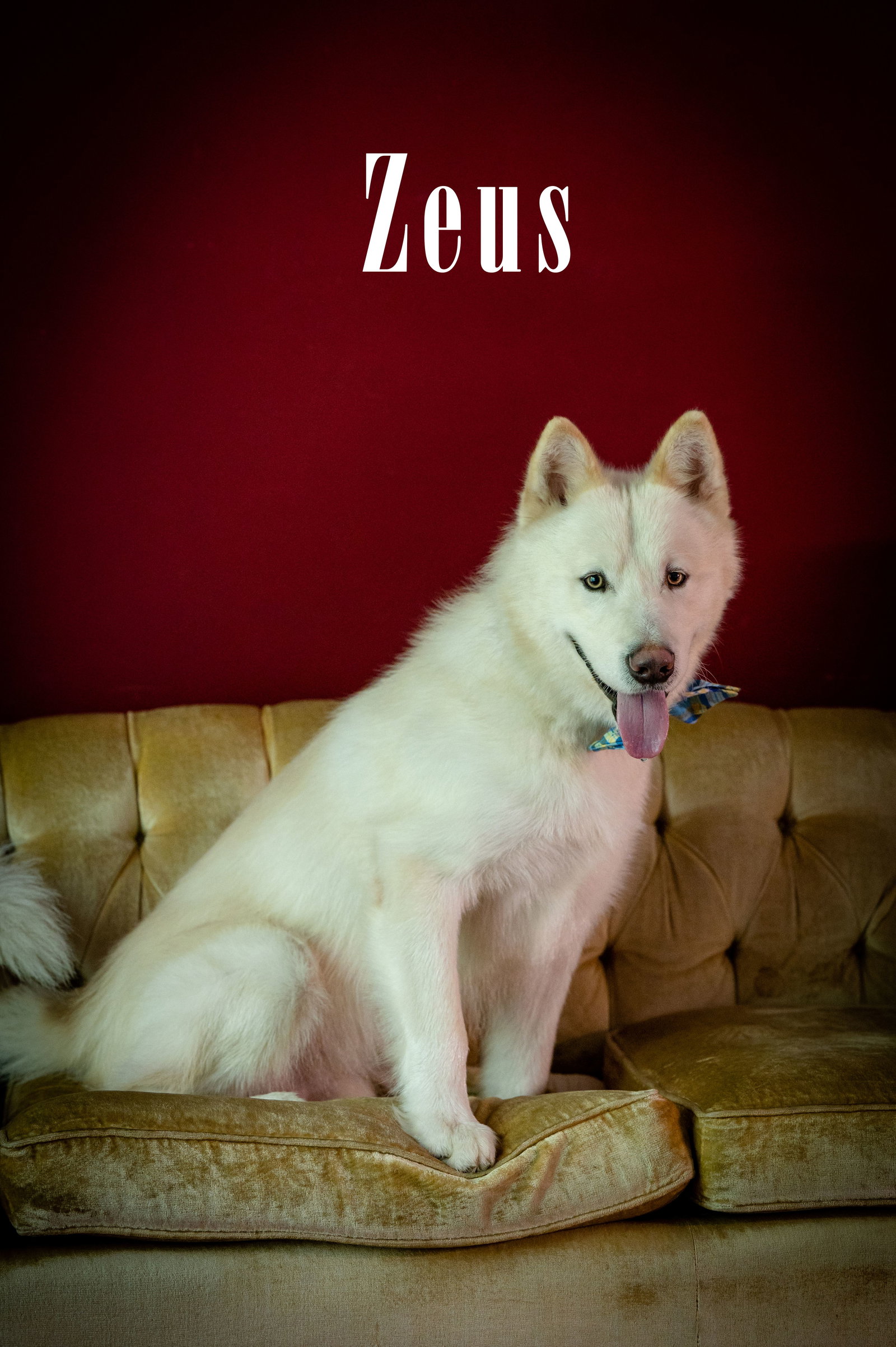 Dog for Adoption - Zeus, a Husky in Greensboro, NC | Alpha Paw