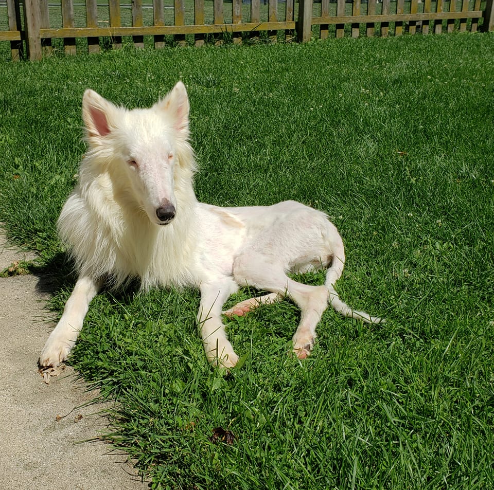 Dog for Adoption - Nora (blind & deaf) (adoption pending), a Collie in ...