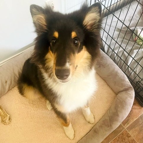 Dog for Adoption - Ollie adoption pending, a Collie in Shawnee Hills ...