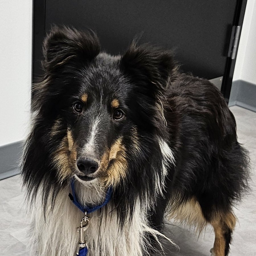 Dog for Adoption - Midnight, a Shetland Sheepdog Sheltie in ...