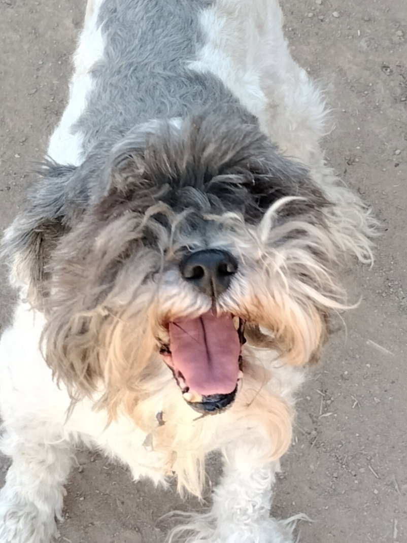 Dog for Adoption - Austin, a Shih Tzu in Black Canyon City, AZ | Alpha Paw
