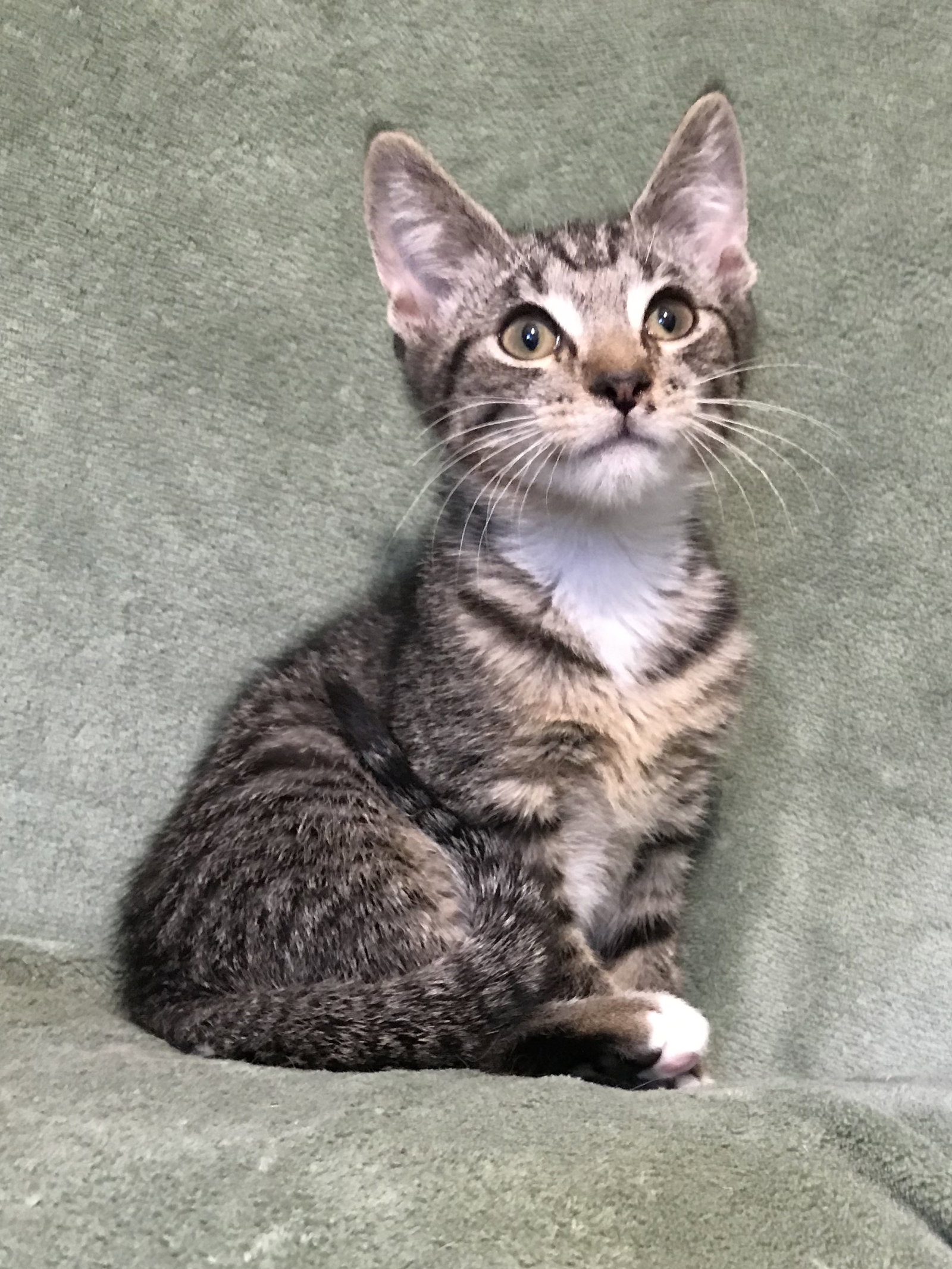 Cats for Adoption in New York Mills, New York | Alpha Paw