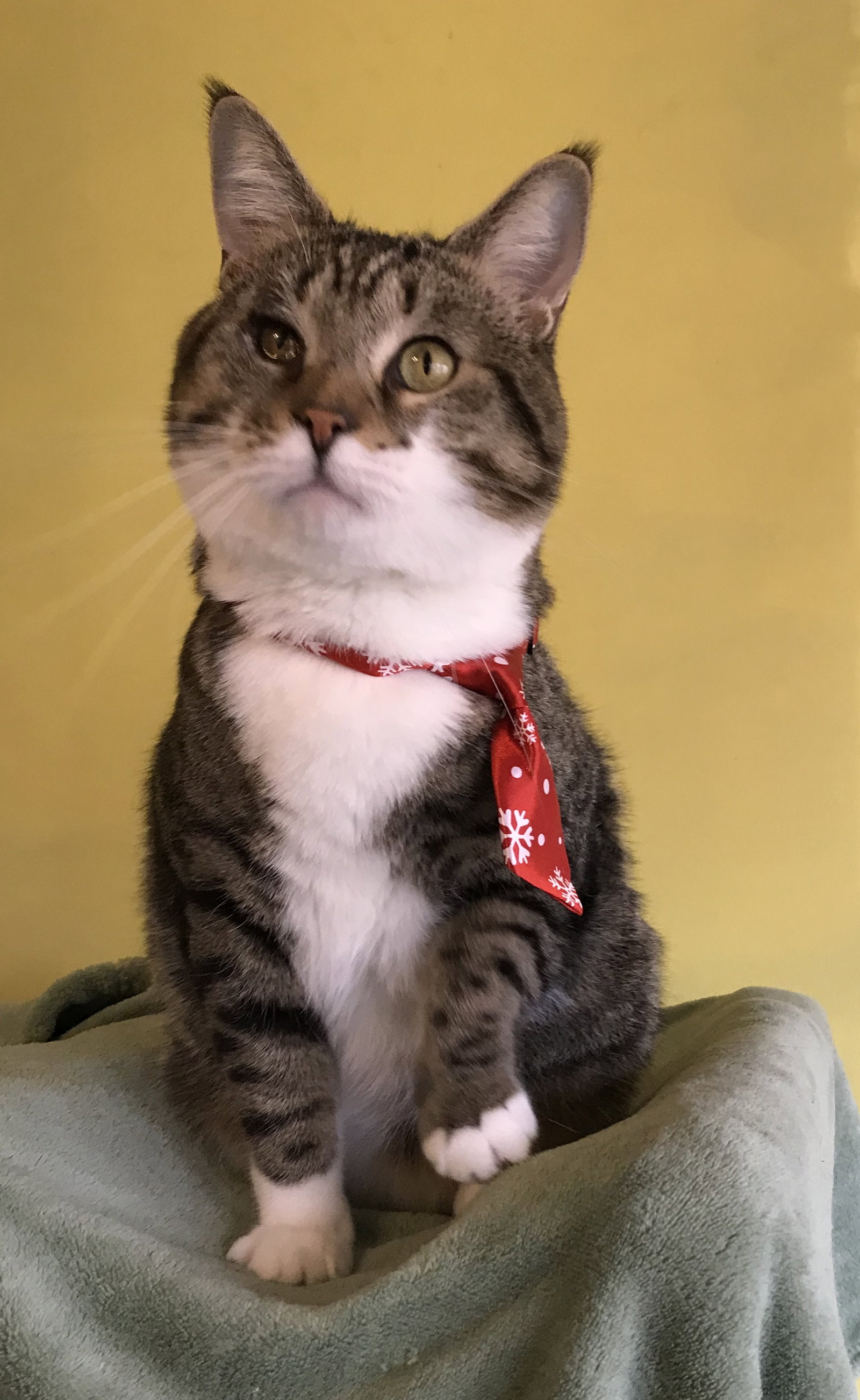 Cats for Adoption in Syracuse, New York | Alpha Paw