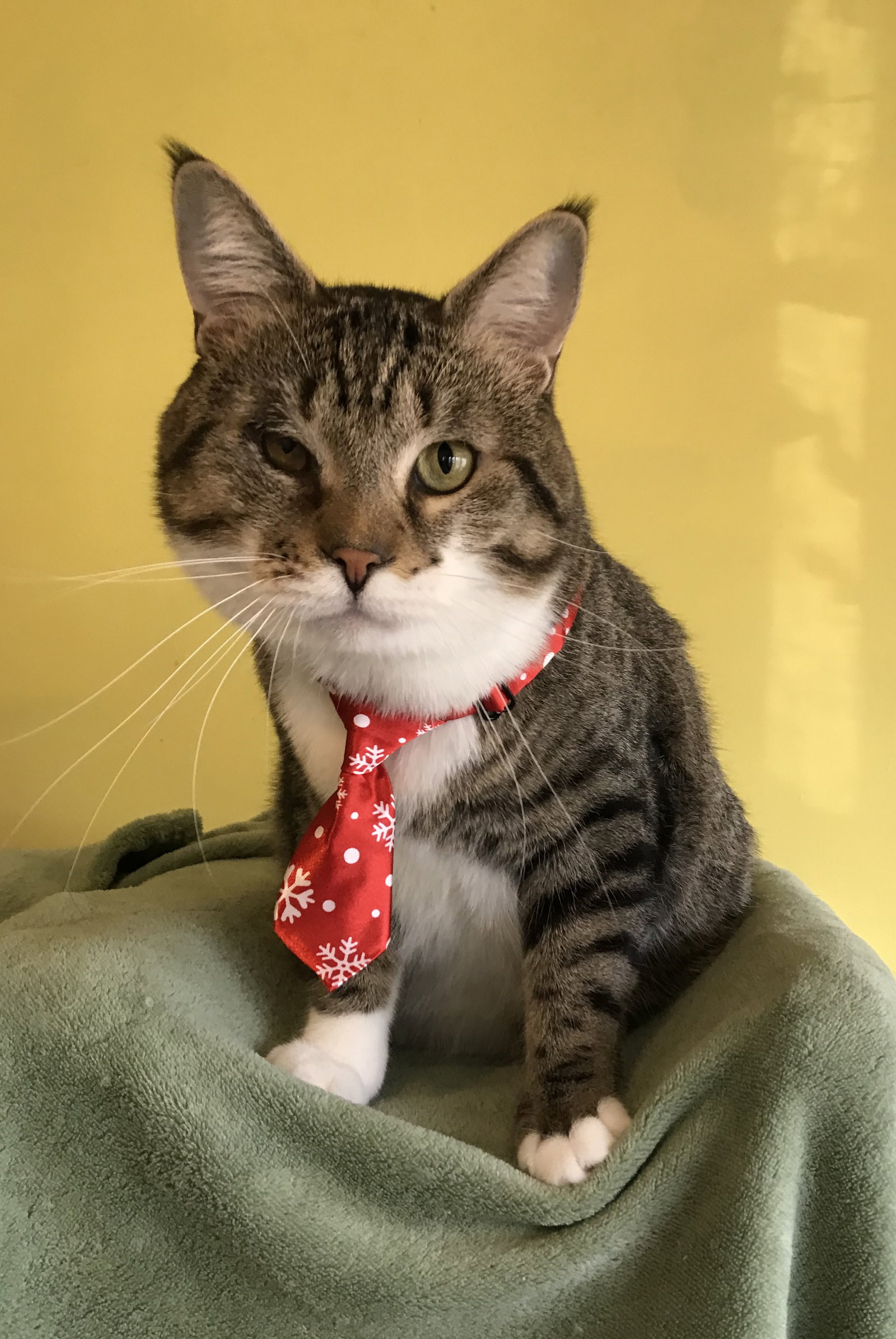 Cats for Adoption in Syracuse, New York | Alpha Paw