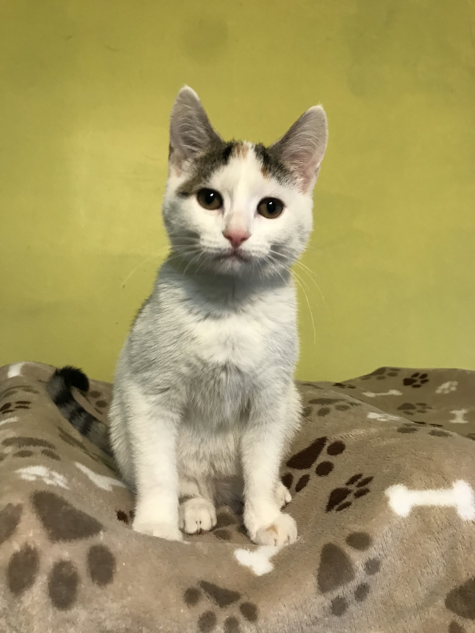 Cats for Adoption in Onondaga County, New York | Alpha Paw