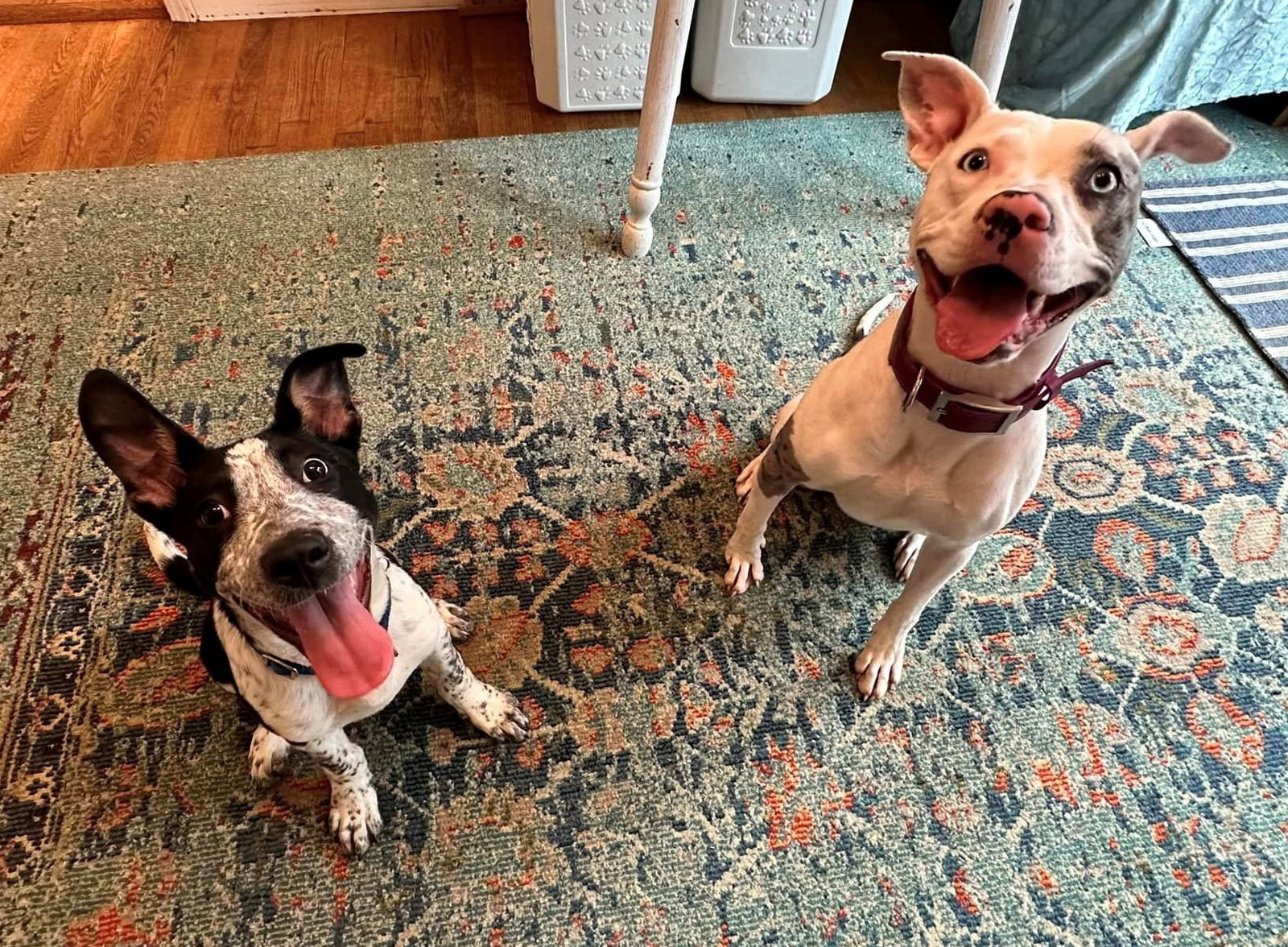 Dog for Adoption - Ginko, a Australian Cattle Dog/Blue Heeler in ...