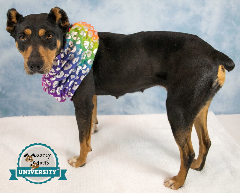 Dog for Adoption - Devonny, a Doberman Pinscher in Suwanee, GA | Alpha Paw