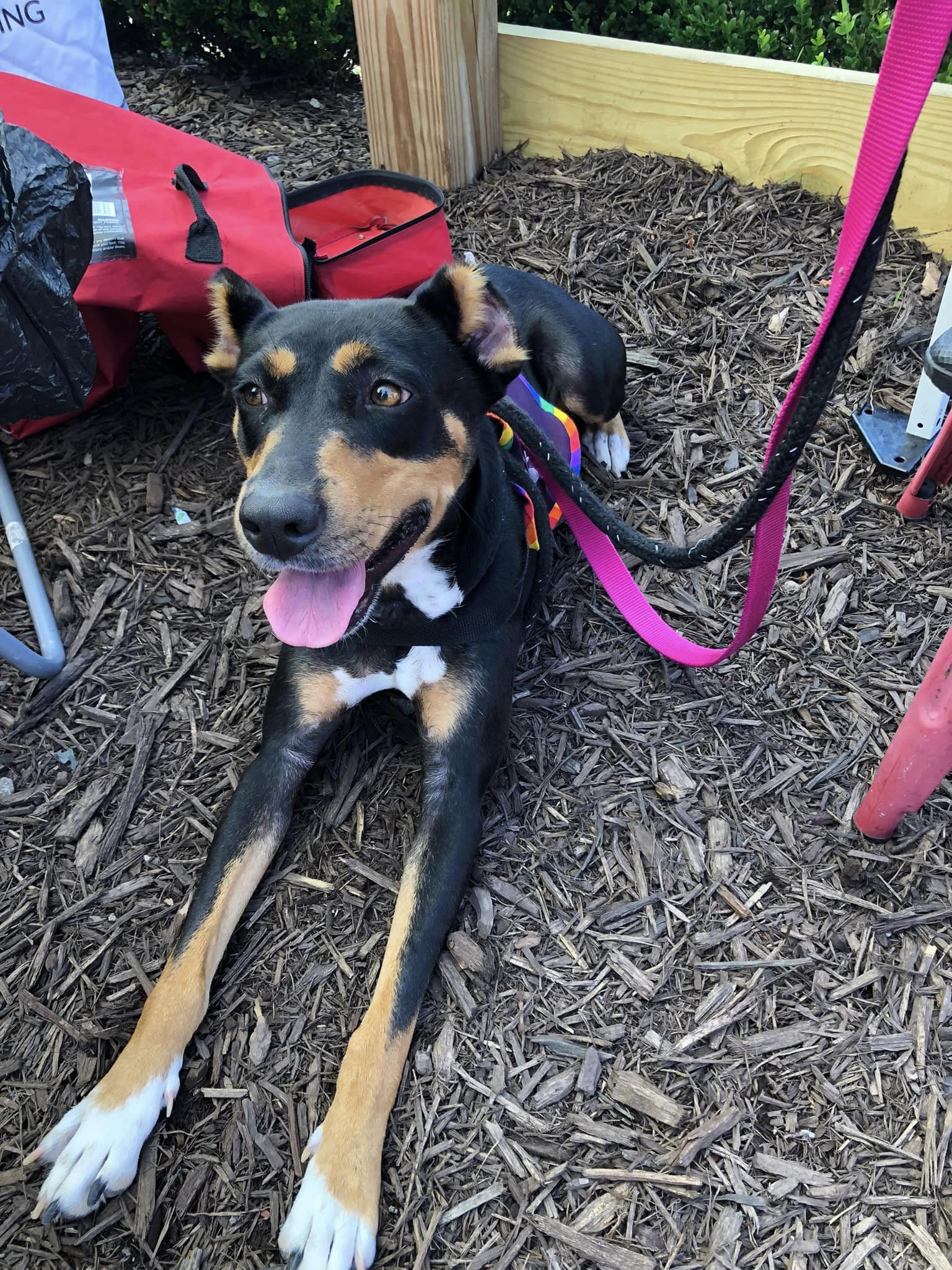 Dog for Adoption - Devonny, a Doberman Pinscher in Suwanee, GA | Alpha Paw