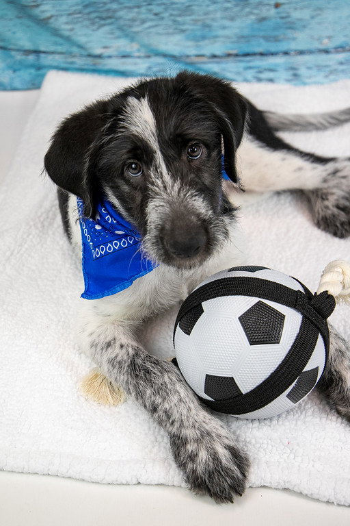 Dog for Adoption - Olaf, a Australian Cattle Dog/Blue Heeler in Sugar ...