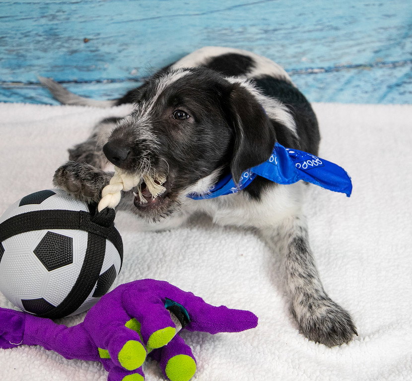 Dog for Adoption - Olaf, a Australian Cattle Dog/Blue Heeler in Newnan ...